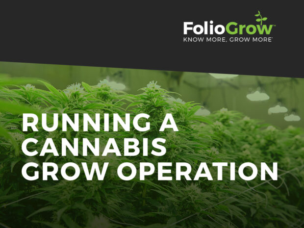 Running a Cannabis Grow Operation | FolioGrow